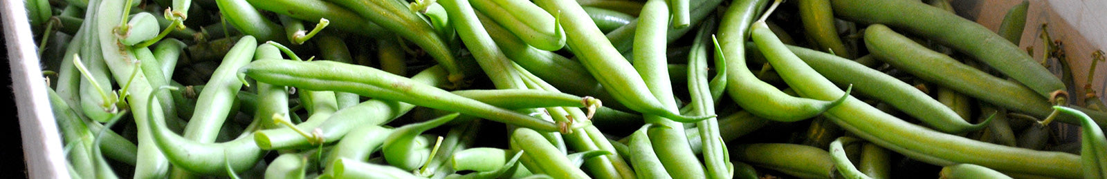 Bean Seeds – Epic Gardening