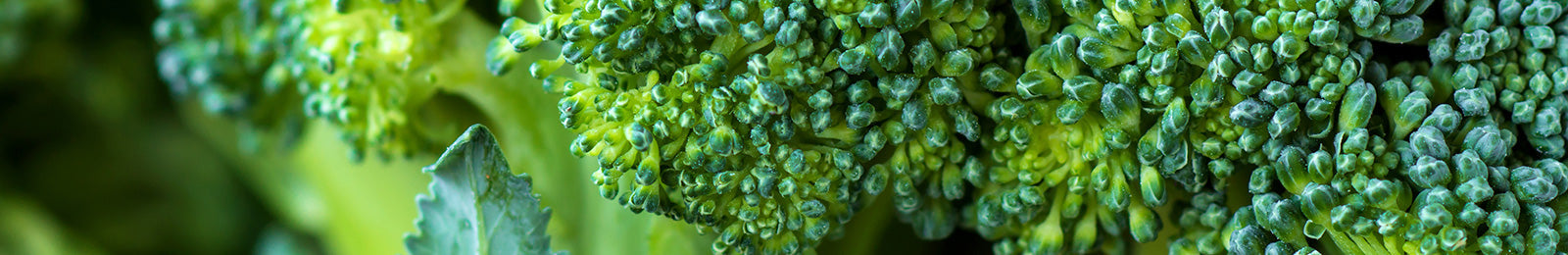 Broccoli Seeds – Epic Gardening