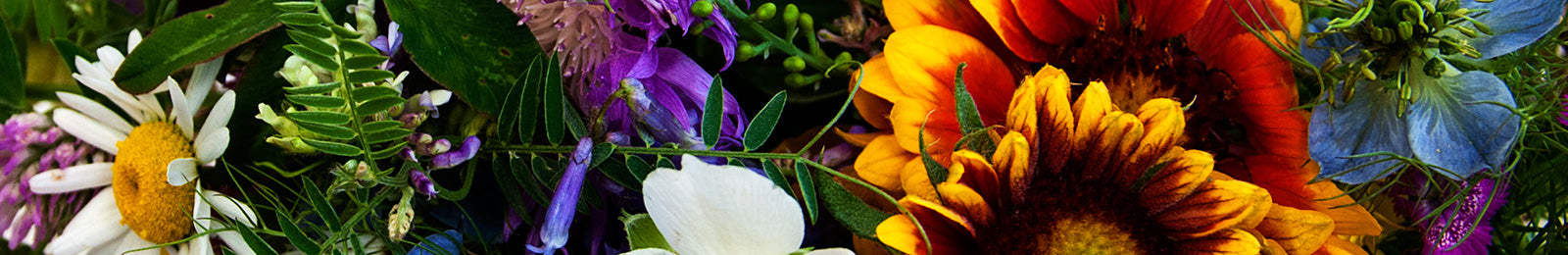 Organic Flowers – Epic Gardening