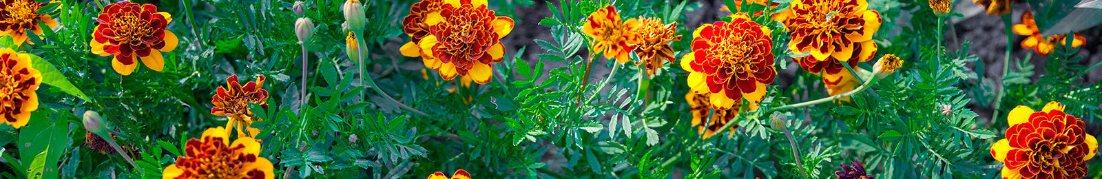 Marigold Flower Seeds – Epic Gardening