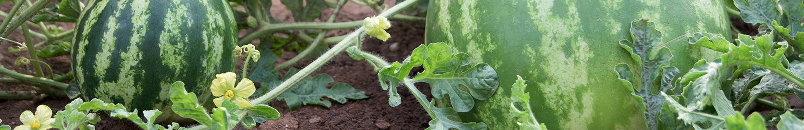 Watermelon Seeds – Epic Gardening