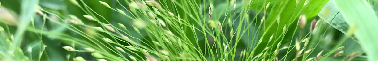 Ornamental Grass Seeds – Epic Gardening