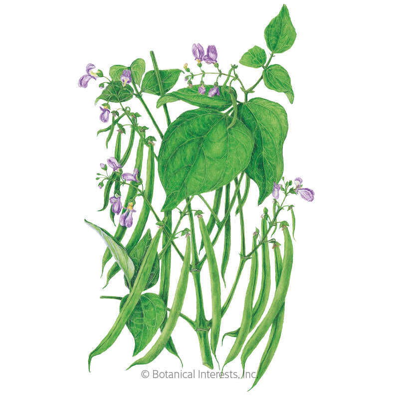 Blue Lake 274 Bush Bean Seeds – Epic Gardening