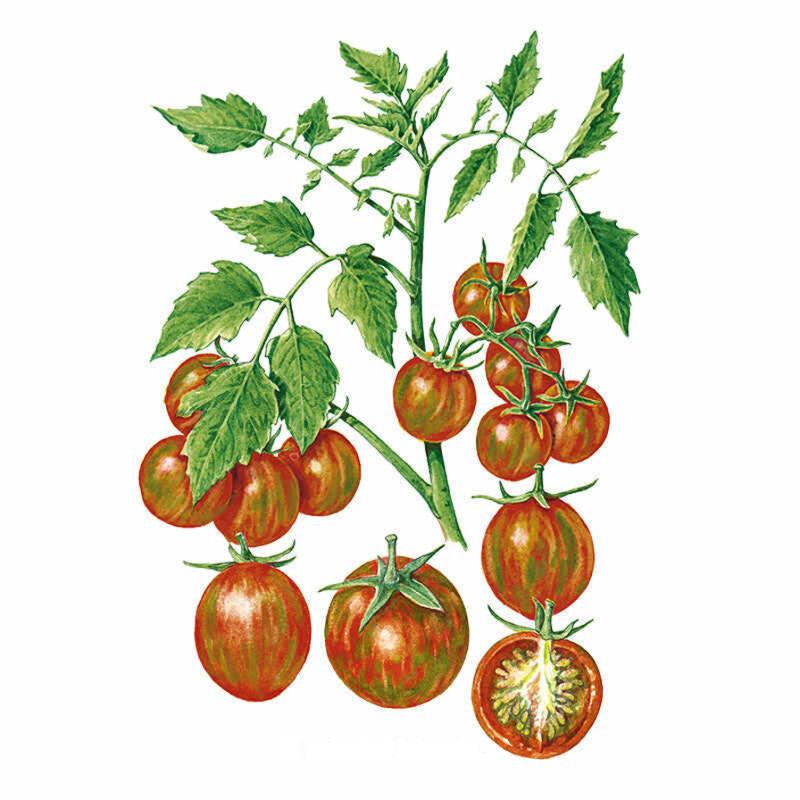 Chocolate Sprinkles Pole Cherry Tomato Seeds – Epic Gardening
