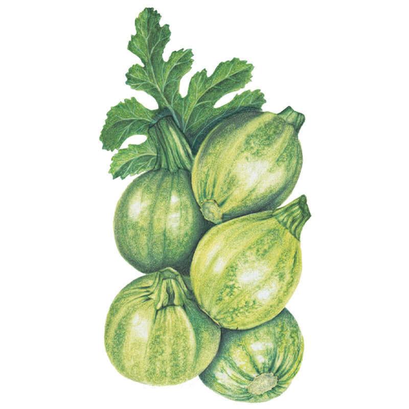 Round Zucchini Summer Squash Seeds – Epic Gardening