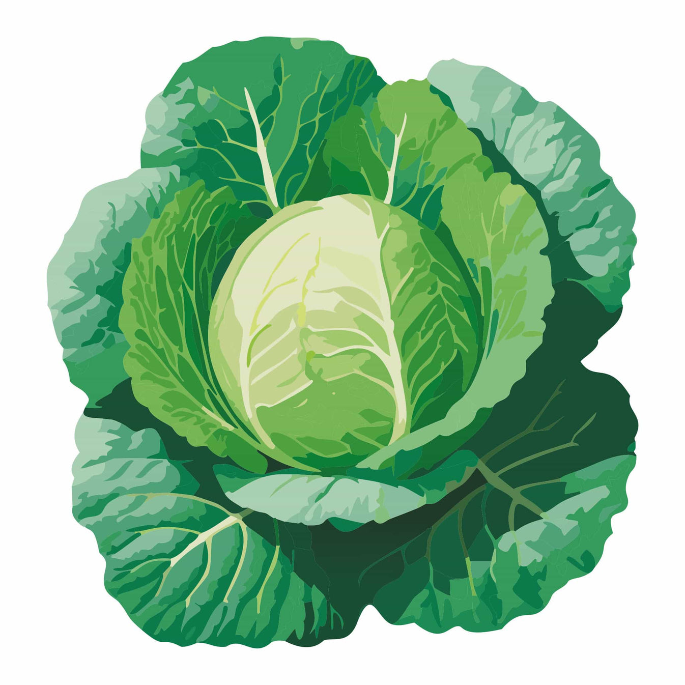 Green Express Cabbage – Epic Gardening