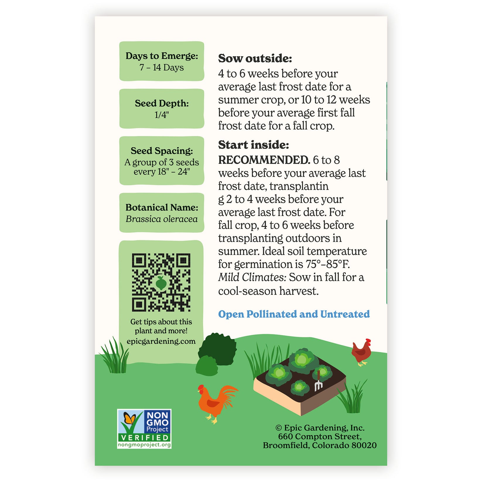 Green Express Cabbage – Epic Gardening