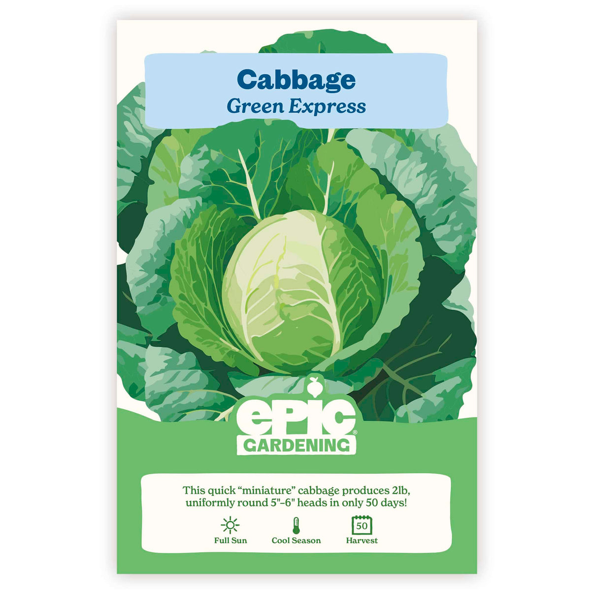 Green Express Cabbage – Epic Gardening