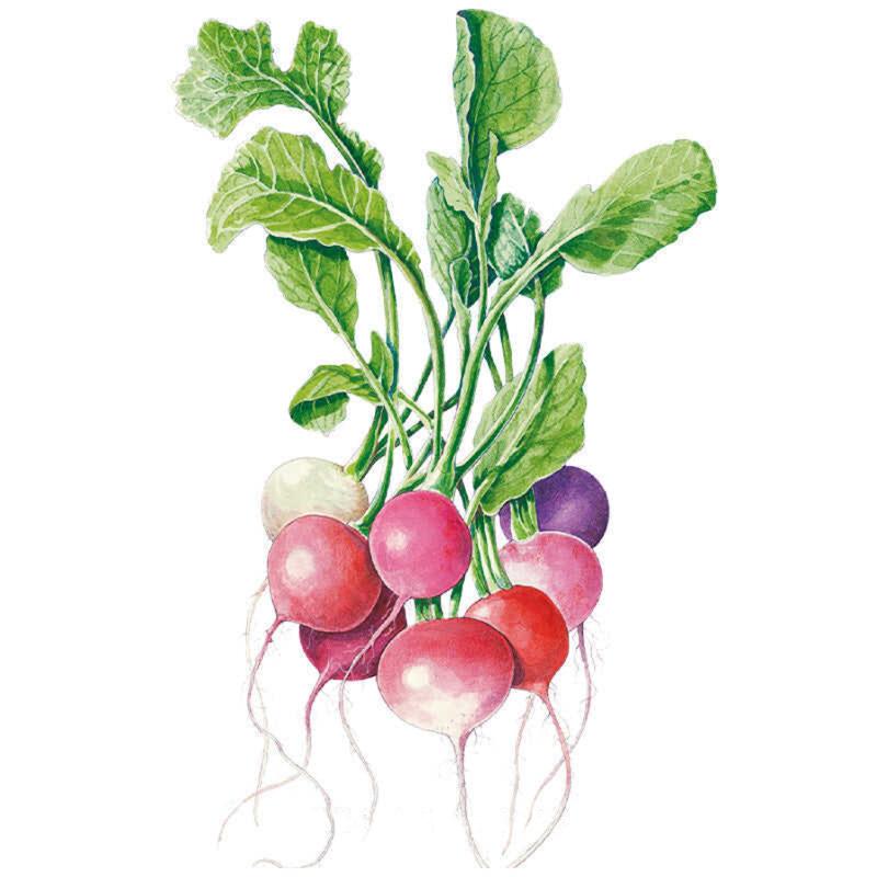 Easter Egg Blend Radish Seeds – Epic Gardening