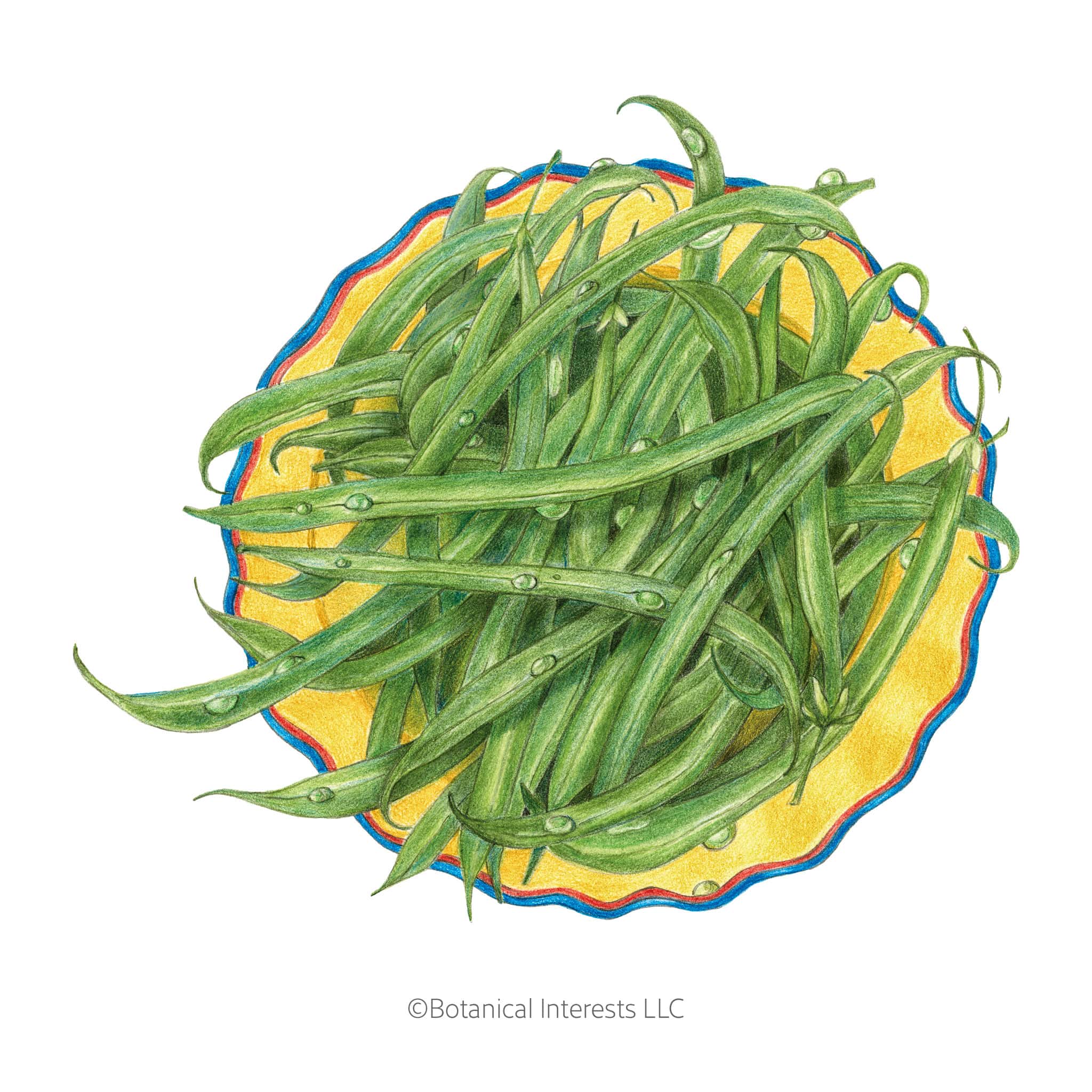 French Filet Bush Bean Seeds – Epic Gardening