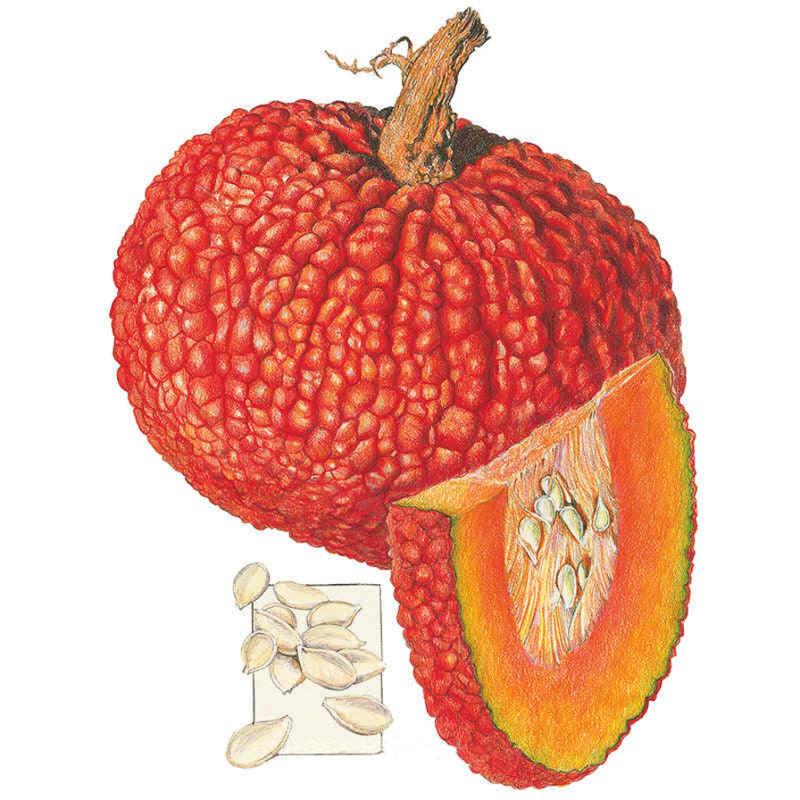 Red Warty Thing Pumpkin Seeds – Epic Gardening