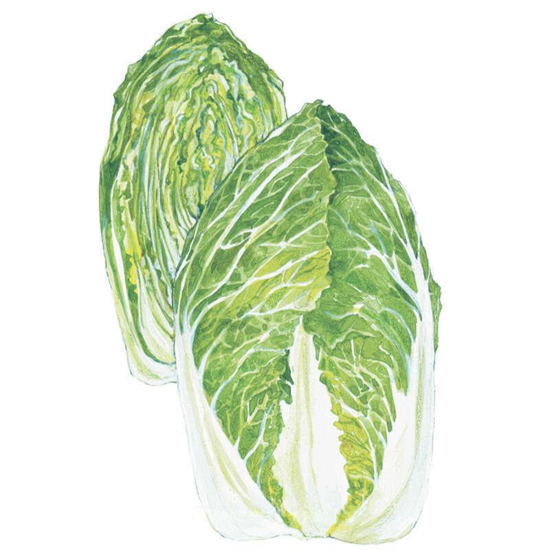 One Kilo Slow Bolt Napa Cabbage Seeds – Epic Gardening