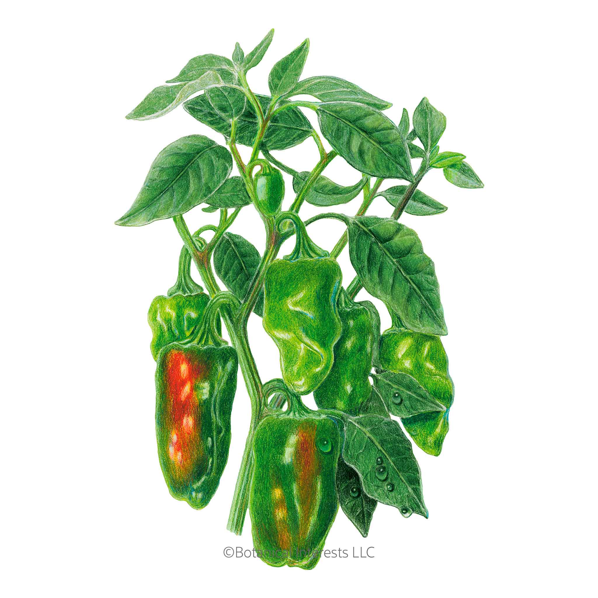 Padron Chile Pepper Seeds – Epic Gardening