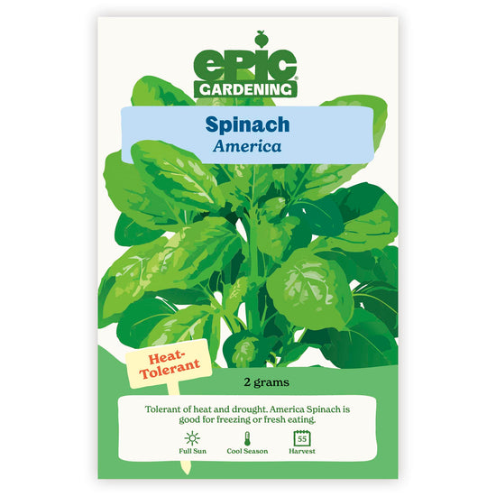 America Spinach – Epic Gardening