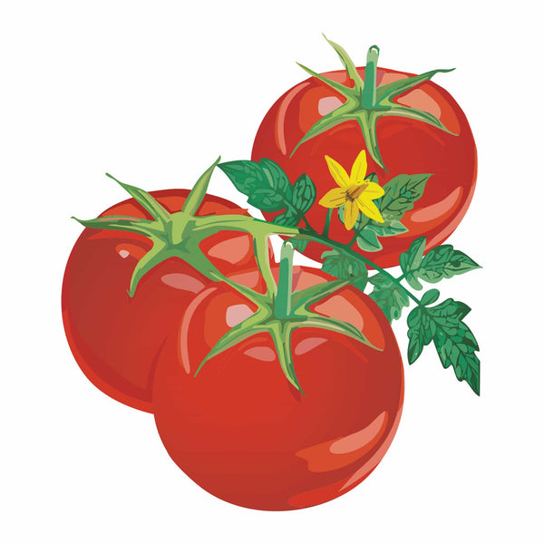 Containers Choice Red Bush Tomato – Epic Gardening