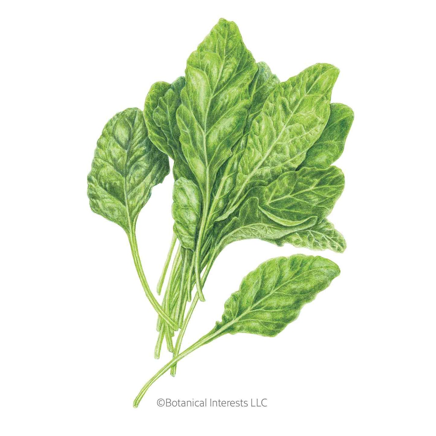 Perpetual Spinach Swiss Chard Seeds – Epic Gardening