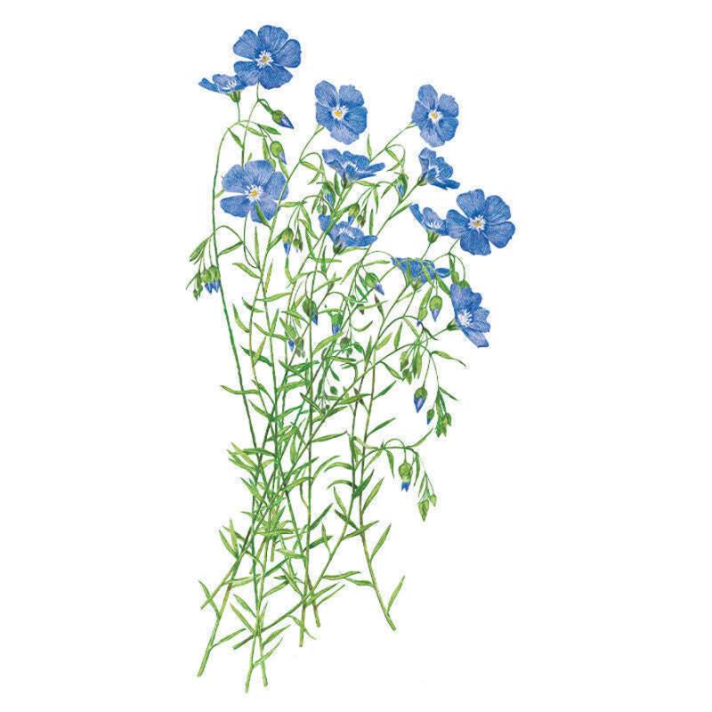 Blue and Breezy Flax Seeds – Epic Gardening