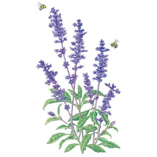 Blue Victory Salvia Seeds – Epic Gardening