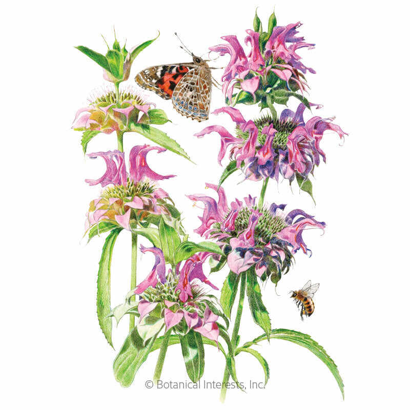 Lambada Bee Balm Seeds – Epic Gardening