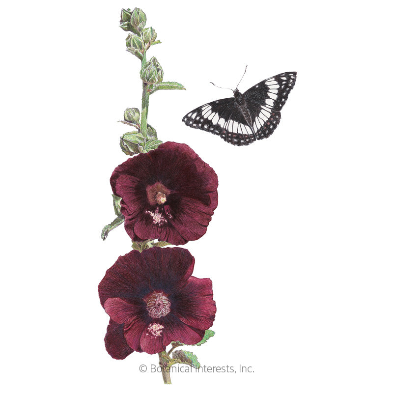 The Watchman Hollyhock Seeds – Epic Gardening