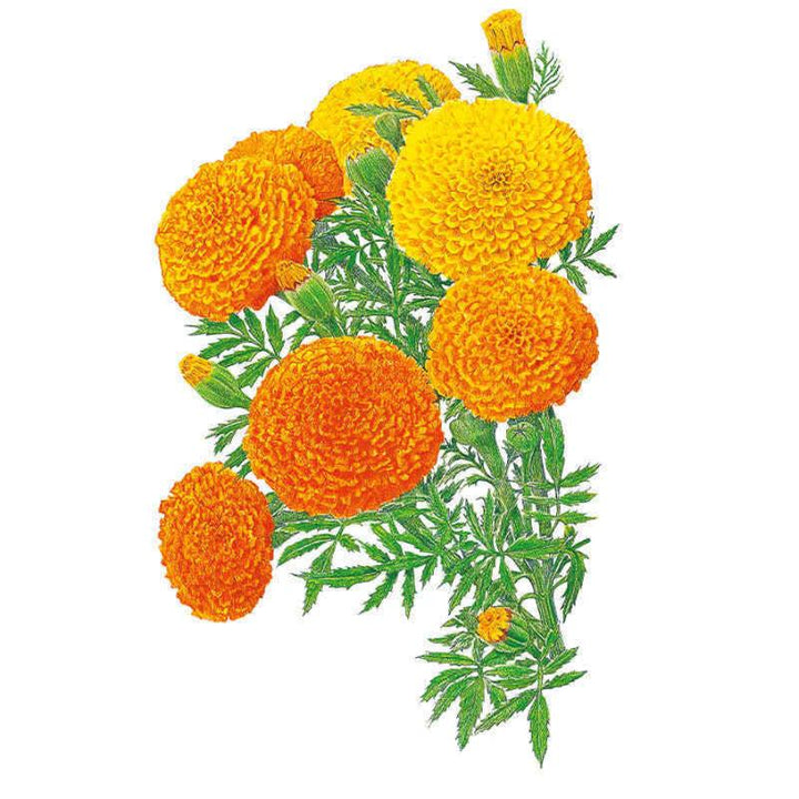 Marigold Flower Seeds – Epic Gardening