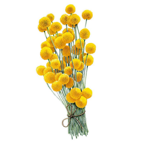 Drumstick Flower Craspedia Seeds – Epic Gardening