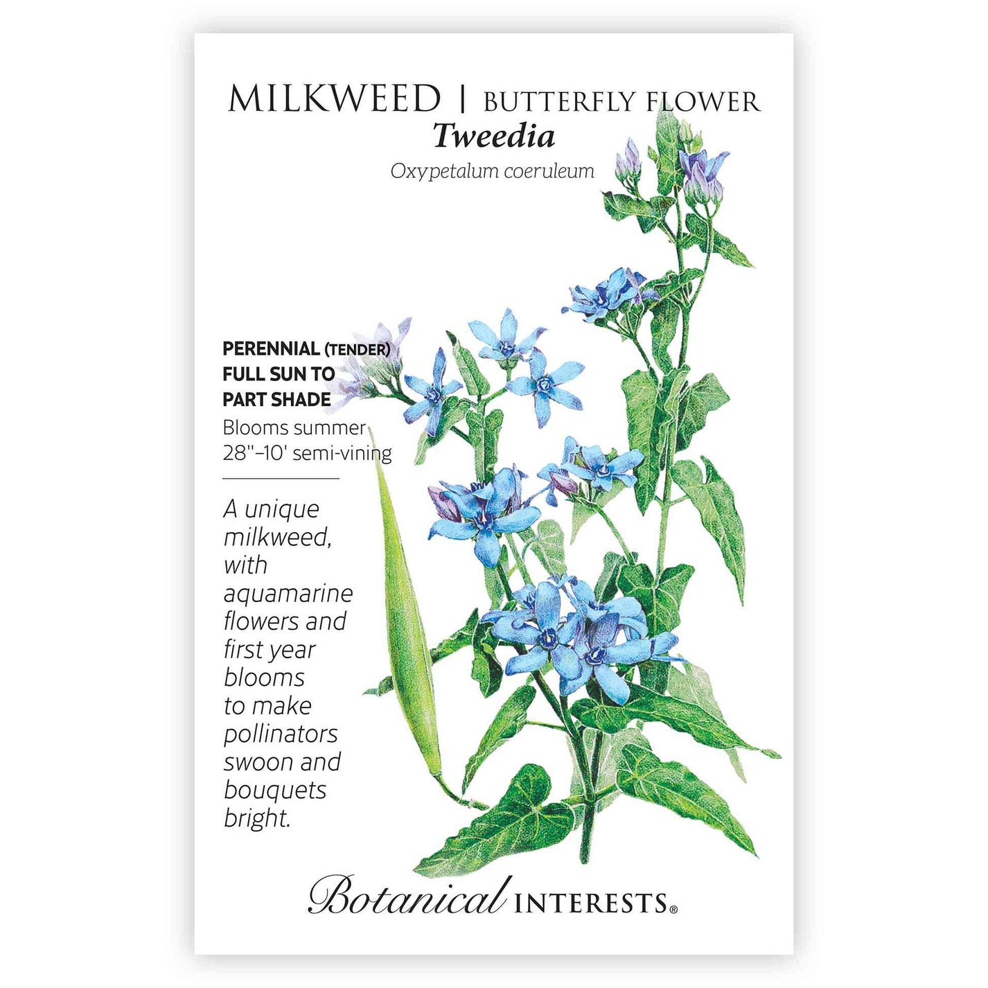 Tweedia Milkweed/Butterfly Flower Seeds – Epic Gardening