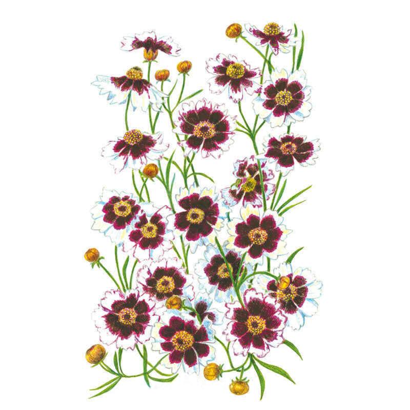 Incredible! Swirl Coreopsis Seeds – Epic Gardening