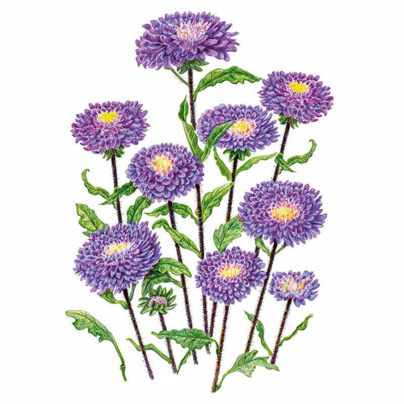 Bonita Top Blue Aster Seeds – Epic Gardening