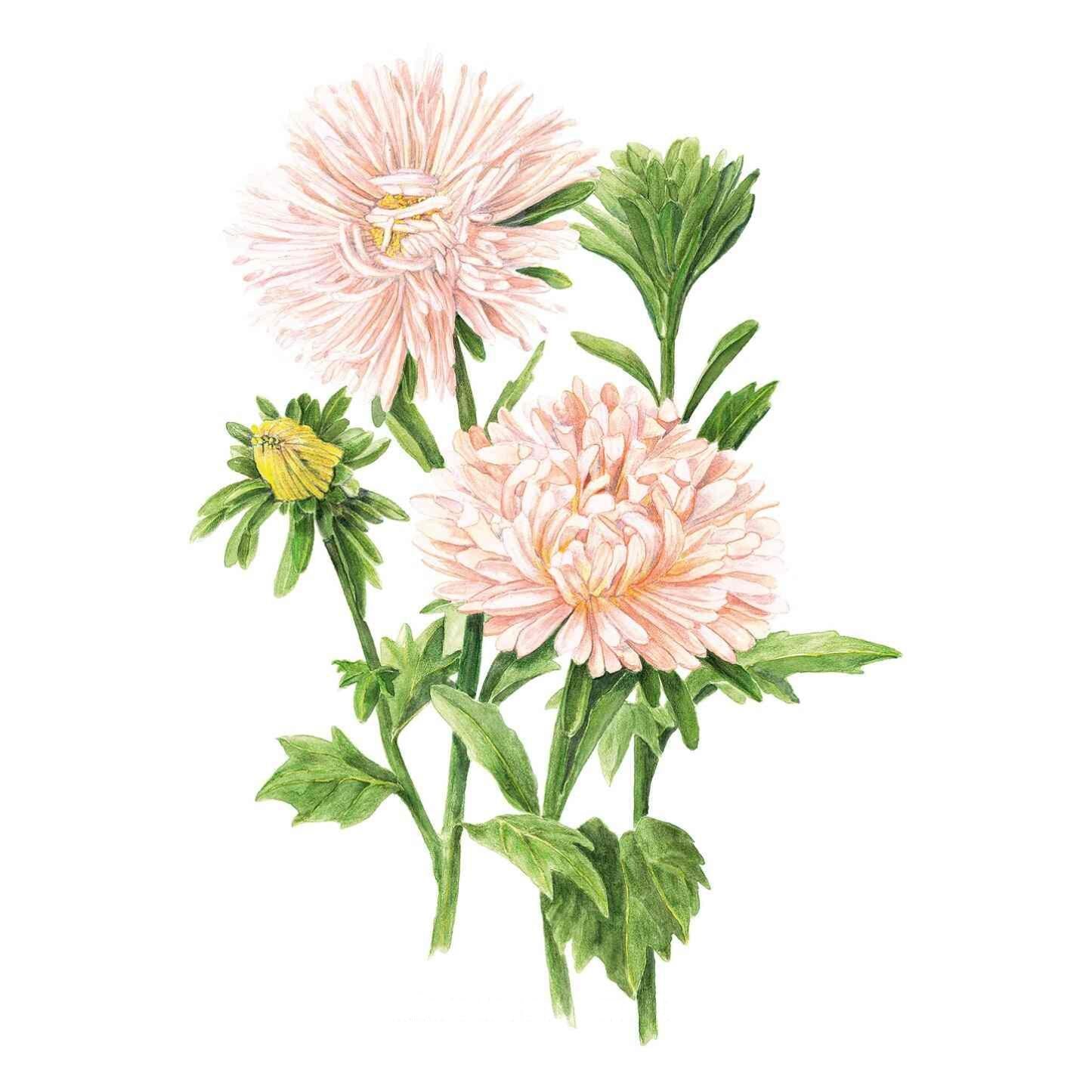 King Size Apricot Aster Seeds – Epic Gardening