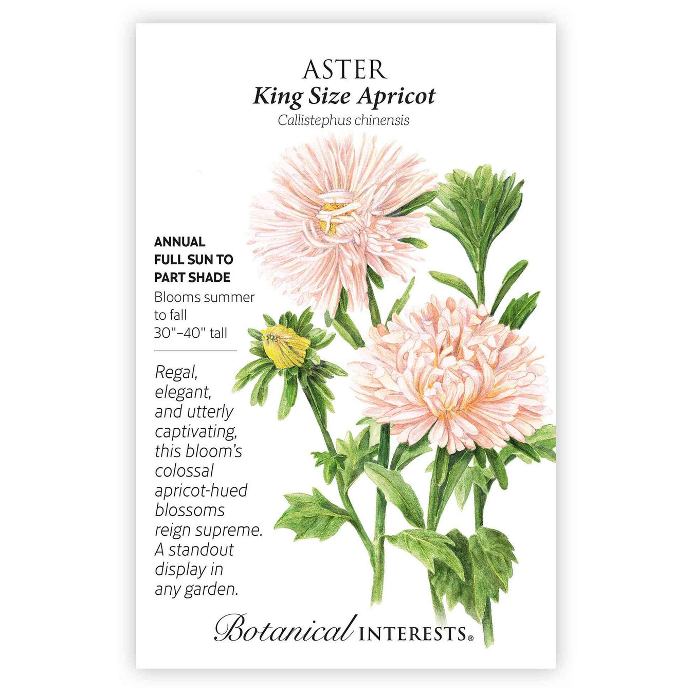 King Size Apricot Aster Seeds – Epic Gardening