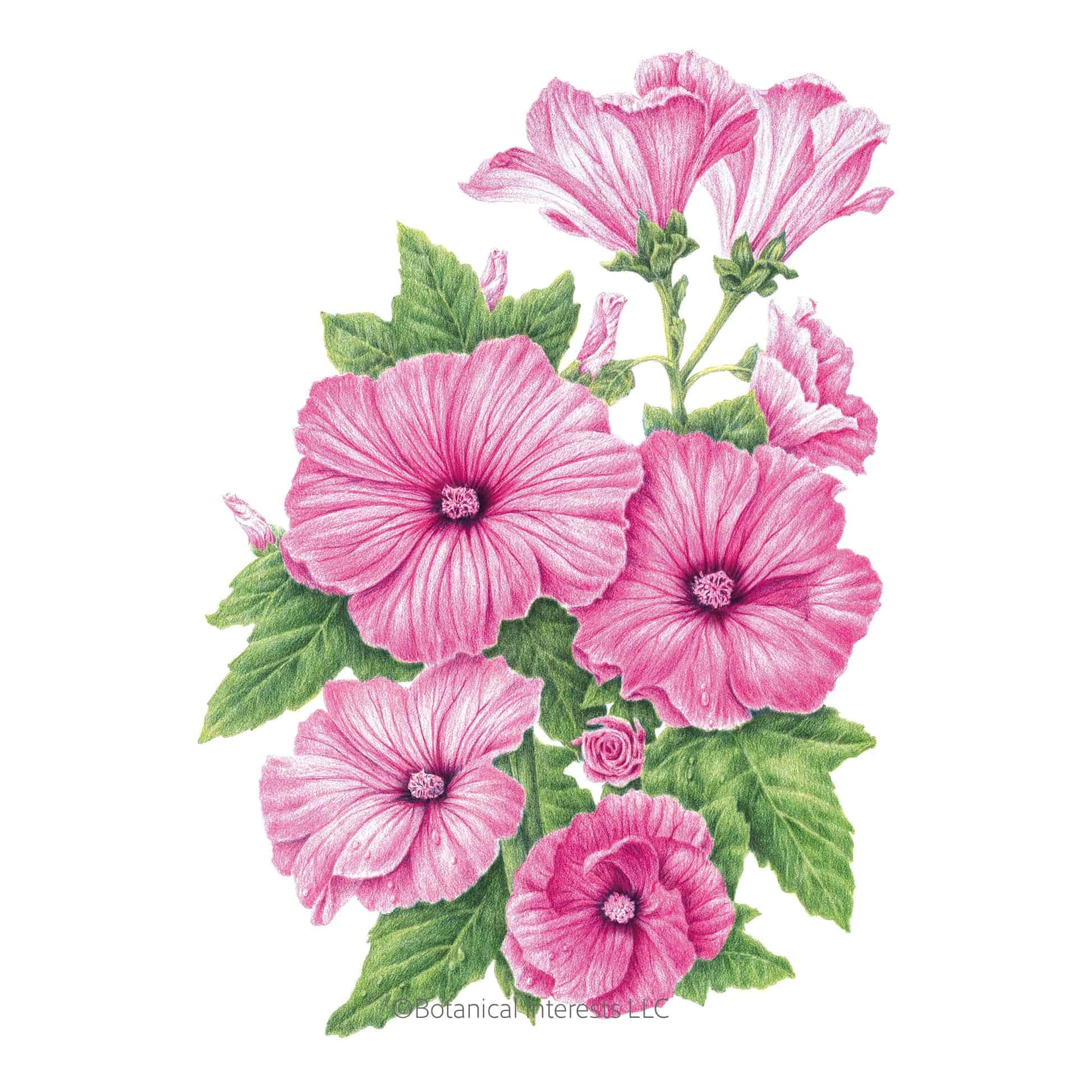 Pink Rose Mallow Seeds – Epic Gardening