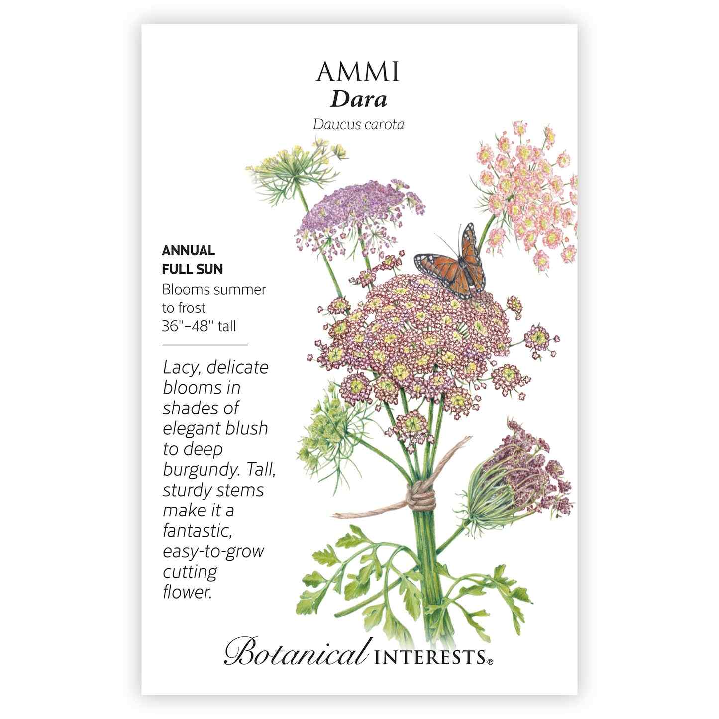 Dara Ammi Seeds – Epic Gardening