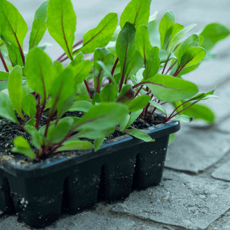 Epic 16-Cell Seed Starting Trays – Epic Gardening