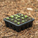 Epic 16-Cell Seed Starting Trays – Epic Gardening