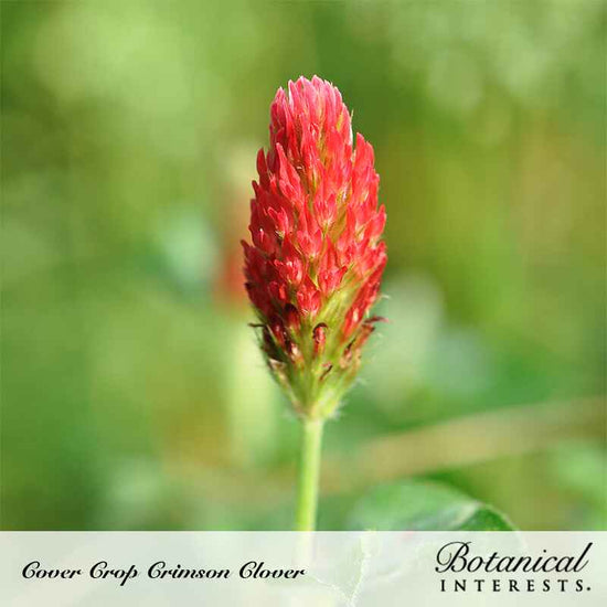 Crimson Clover Cover Crop Seeds – Epic Gardening