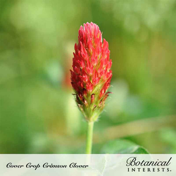 Crimson Clover Cover Crop Seeds – Epic Gardening