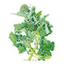 Rapini Broccoli Raab Seeds – Epic Gardening