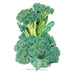 Di Cicco Broccoli Seeds – Epic Gardening