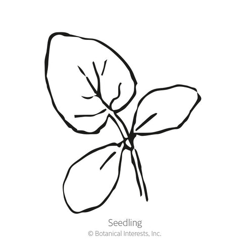 Hokus Gherkin Cucumber Seeds – Epic Gardening