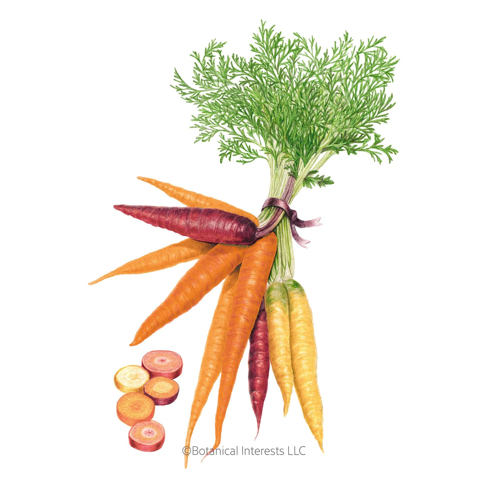 Carnival Blend Carrot Seeds – Epic Gardening