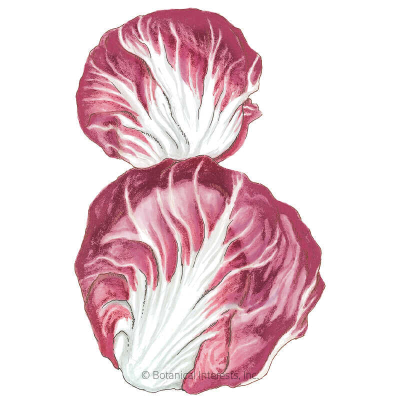 Palla Rossa Mavrik Radicchio Seeds – Epic Gardening