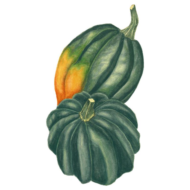 Table King Acorn Winter Squash Seeds – Epic Gardening