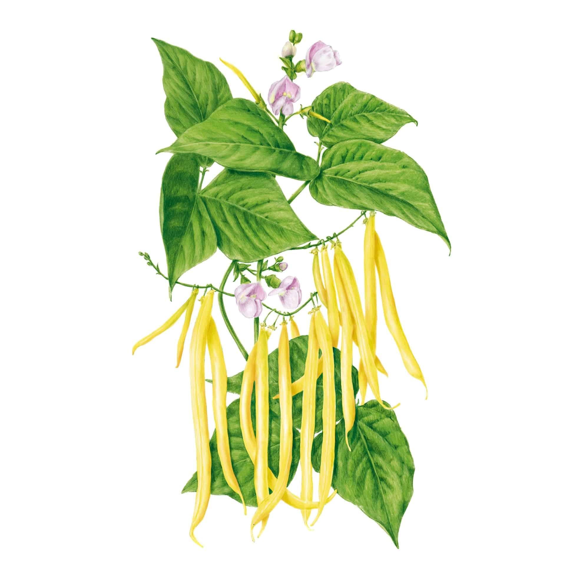 Gold Rush Bush Bean Seeds – Epic Gardening