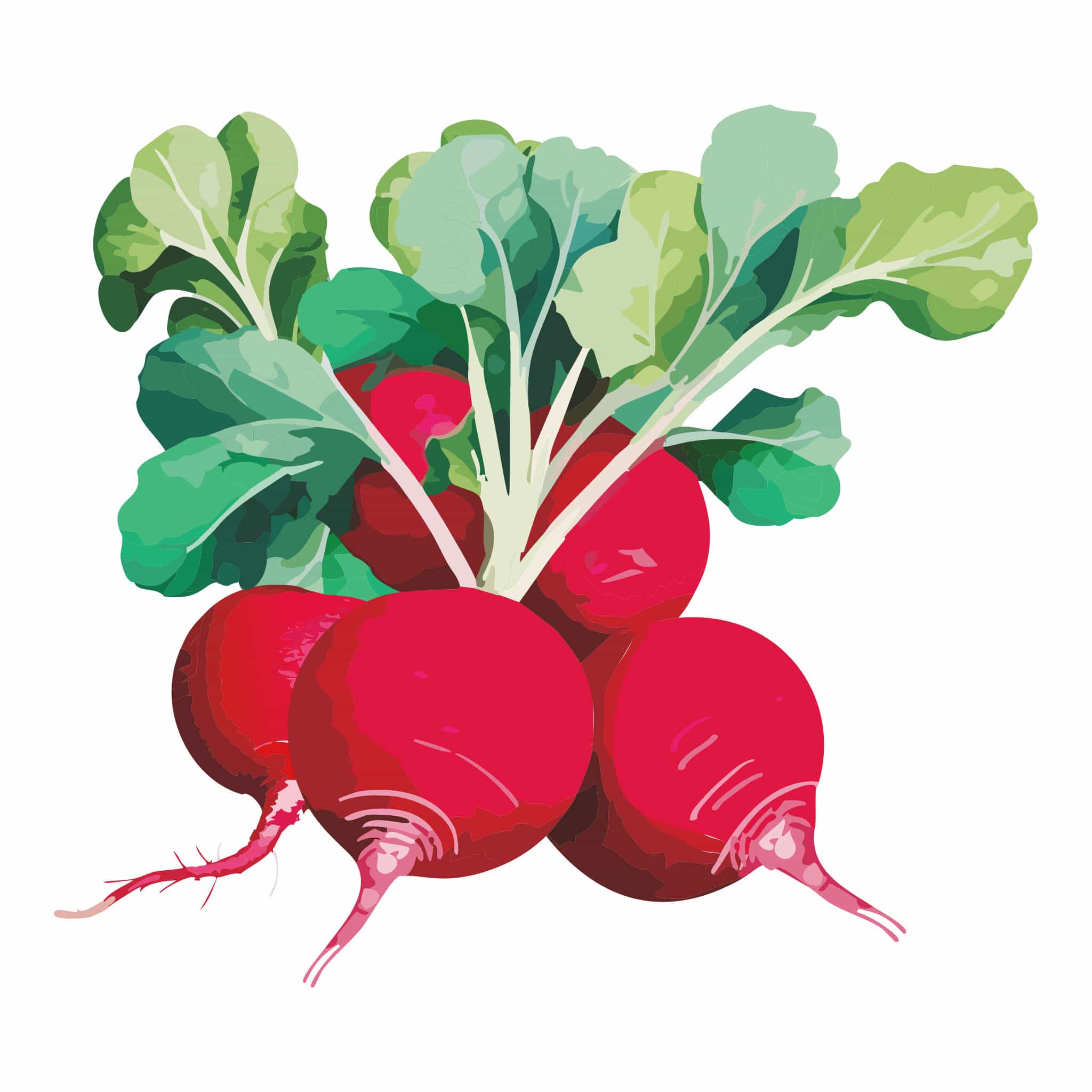 German Giant Radish – Epic Gardening