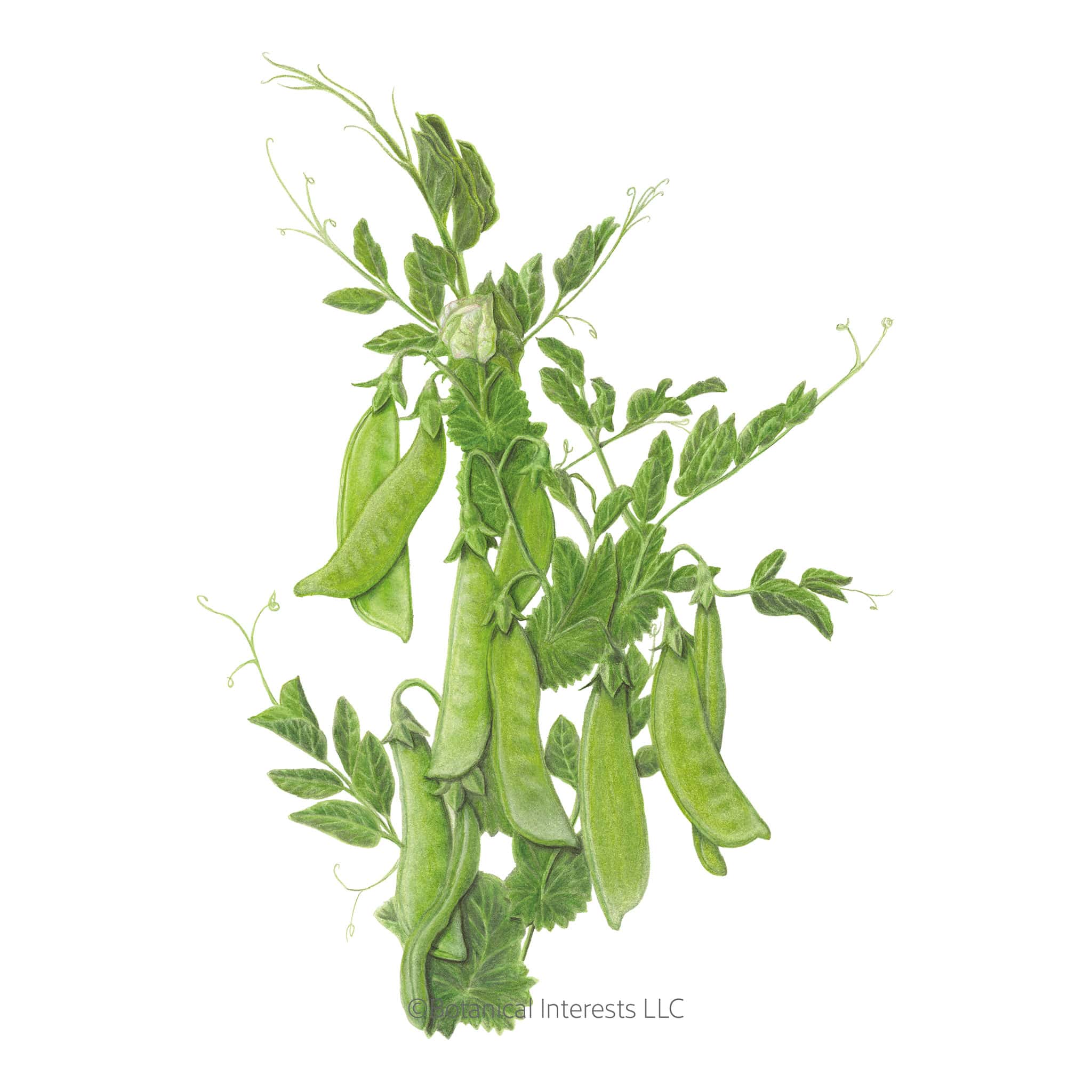Mammoth Melting Snow Pea Seeds – Epic Gardening