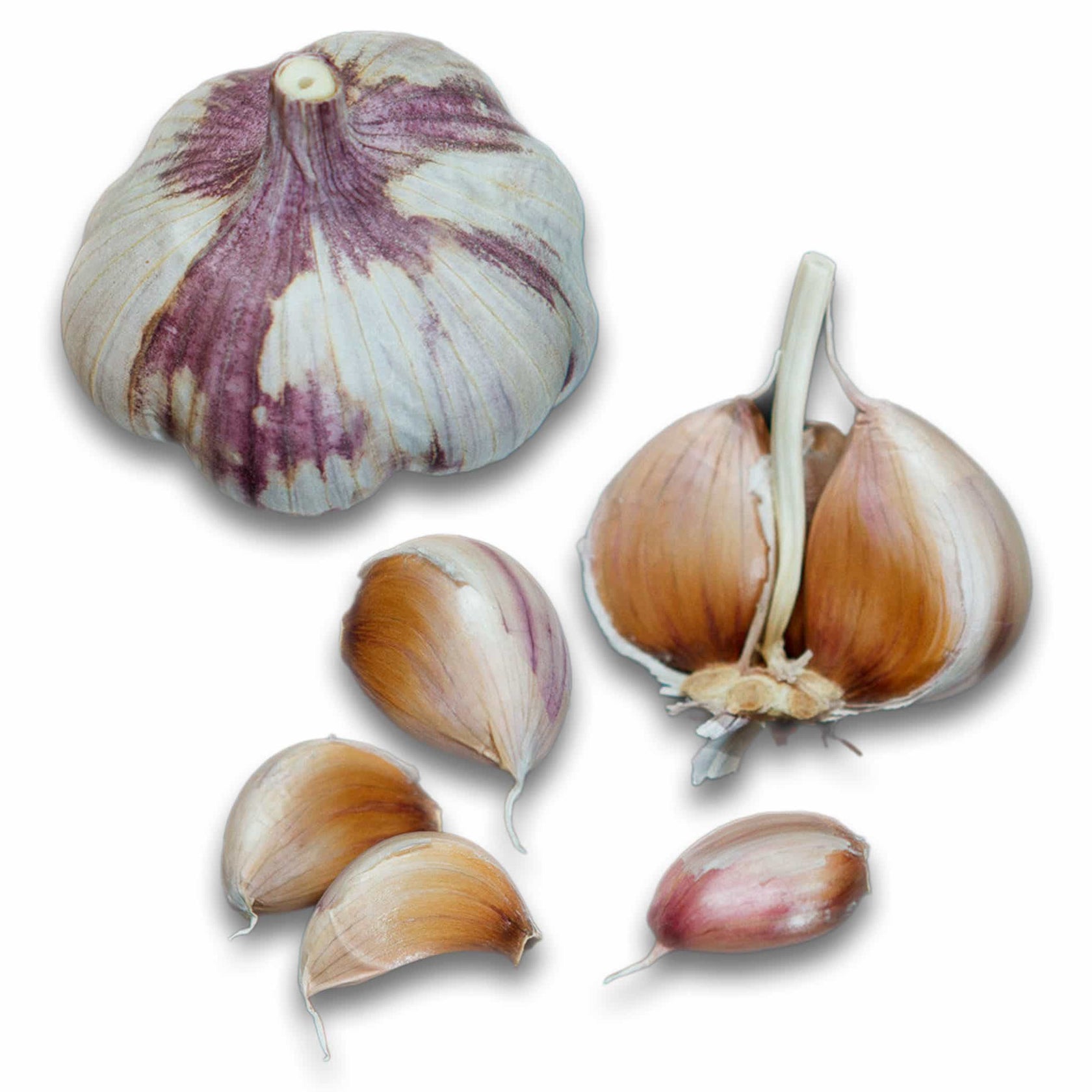 Blossom Hardneck Garlic - USDA Certified Organic – Epic Gardening