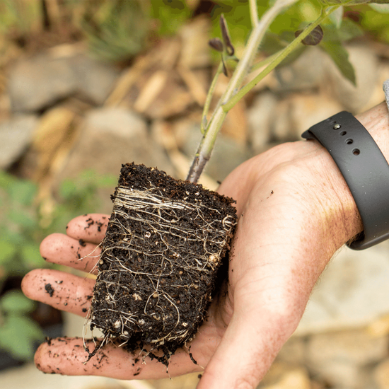 Epic 4-Cell Trays – Epic Gardening