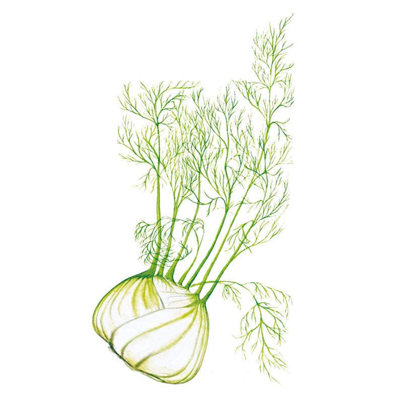 Dragon Fennel Seeds – Epic Gardening