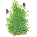 Tetra Dill Seeds – Epic Gardening